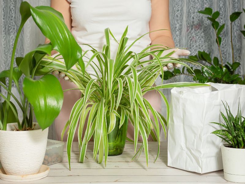 Kurdele Çiçeği Bakımı Nasıl Yapılır?