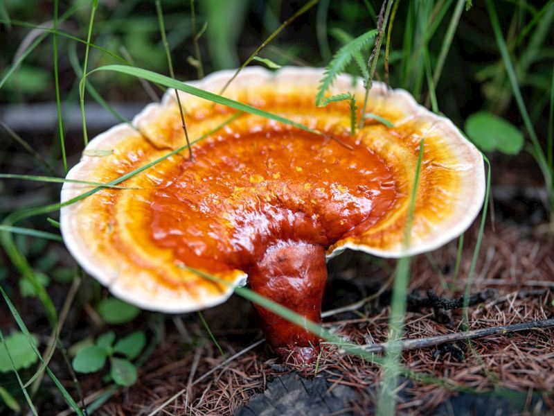 Ölümsüzlük Mantarı Nedir, Nasıl Yenir?